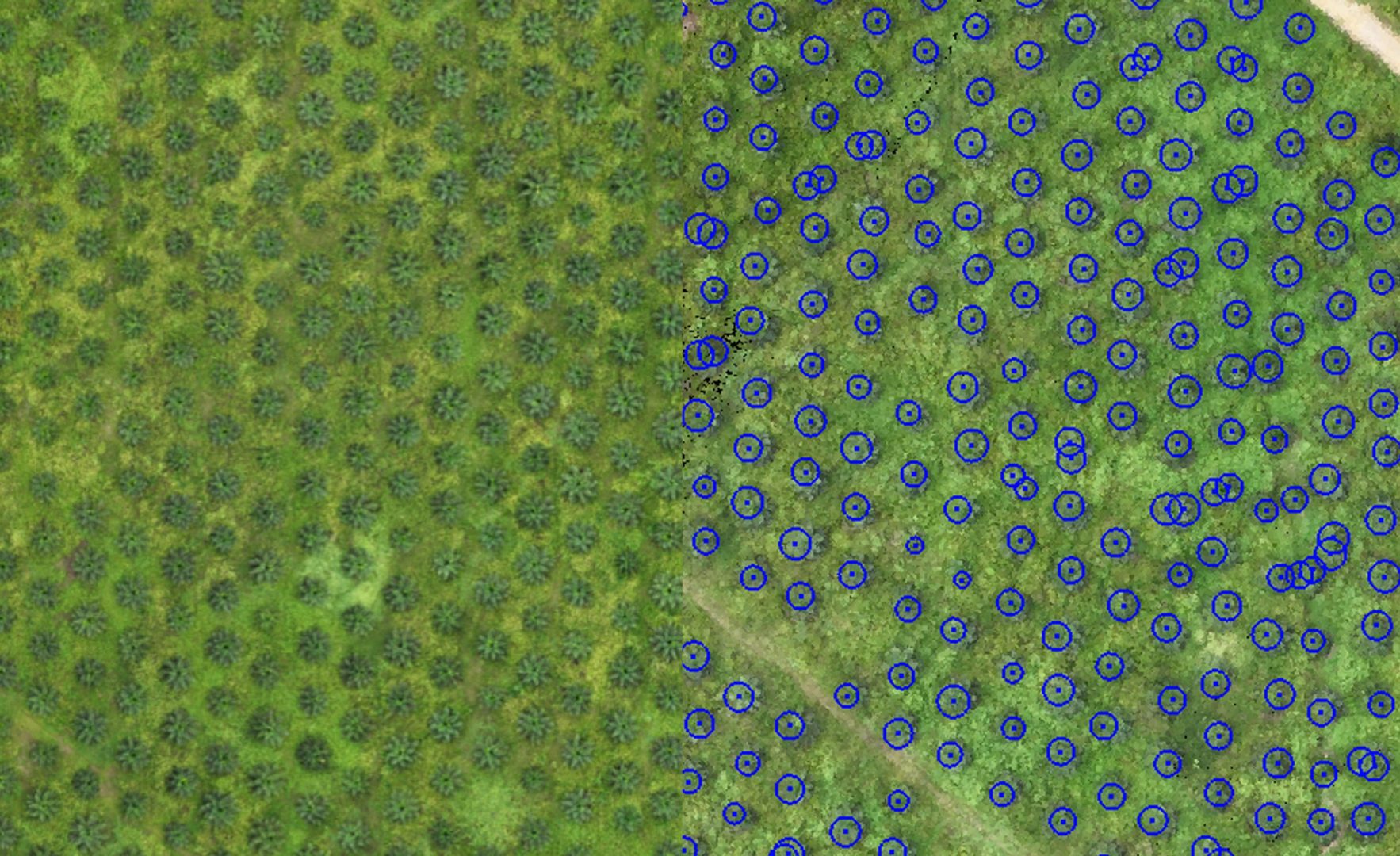 Drone LIDAR untuk Analisis Jalur Irigasi & Tree Counting Kebun Sawit ...
